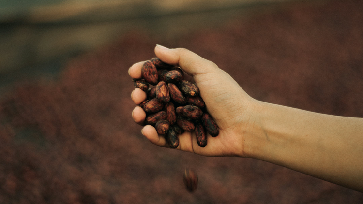 The Ripple Effect of Cocoa Shortages on the Chocolate Industry ...